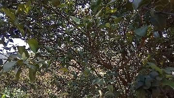 古计城里人不认识的这个东西是男人的补品!有补肾功效,叫桑螵蛸