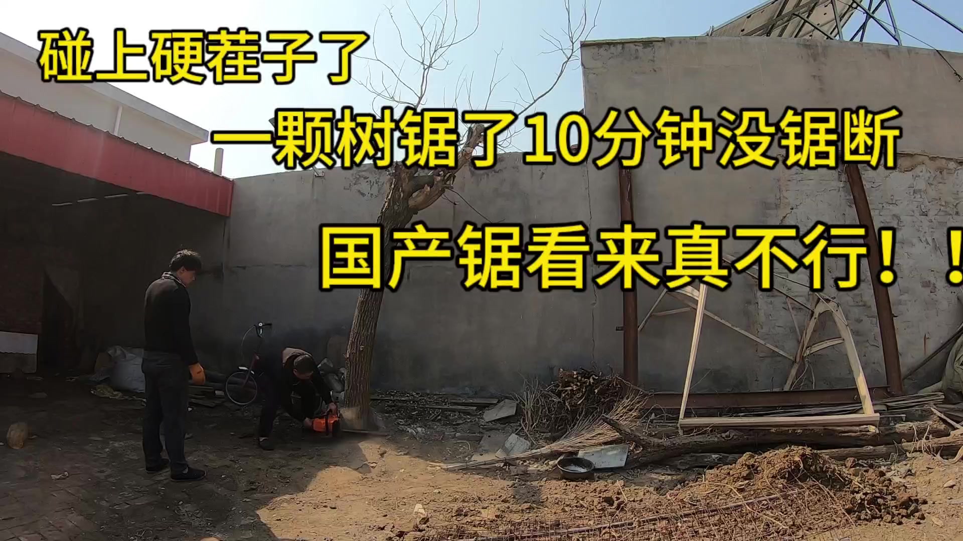 国产汽油锯真是太垃圾,一棵槐树锯十分钟不断,用手锯早就断了#油锯 #...