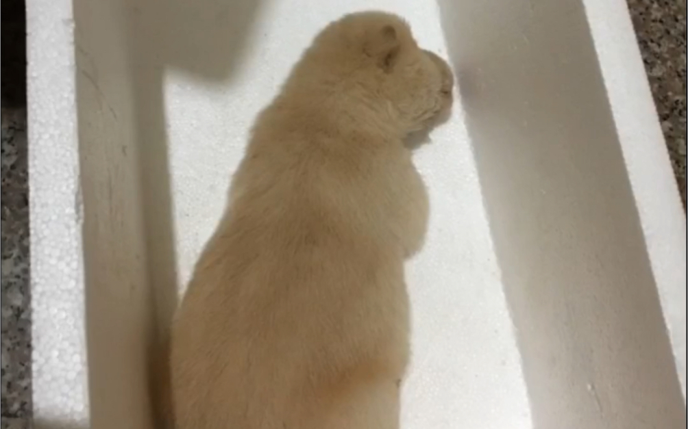 ...家一把屎一把尿养大成狗,是种什么样的体验?片尾是碰到的流浪小狸花