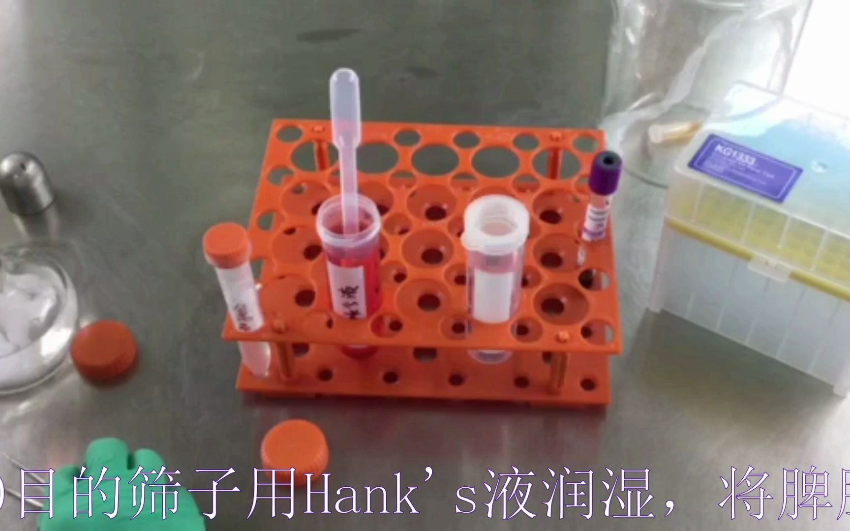 9-朱亚洲-小鼠脾脏和外周血淋巴细胞的分离