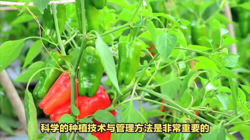 甜椒的种植技术与管理方法