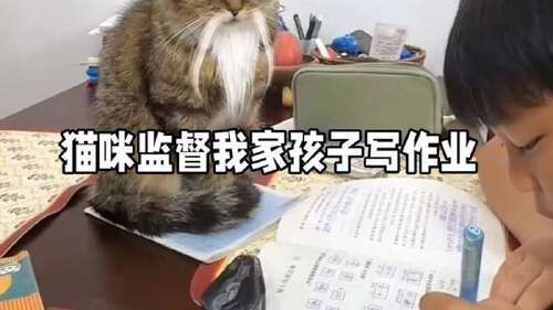 全能猫管家!抓老鼠监工作业样样行,网友直呼太省心