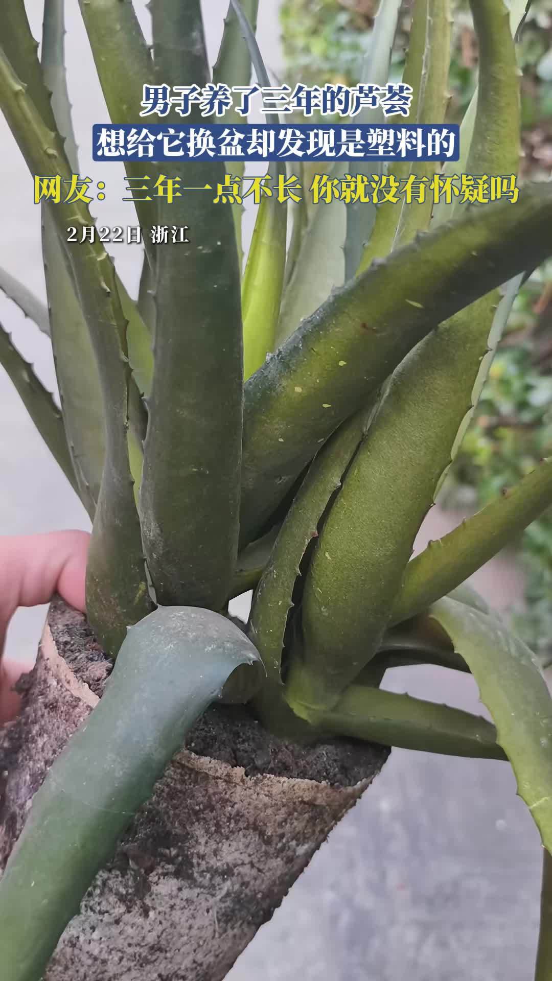 男子养了三年的芦荟,过年想给它换盆却发现是塑料的