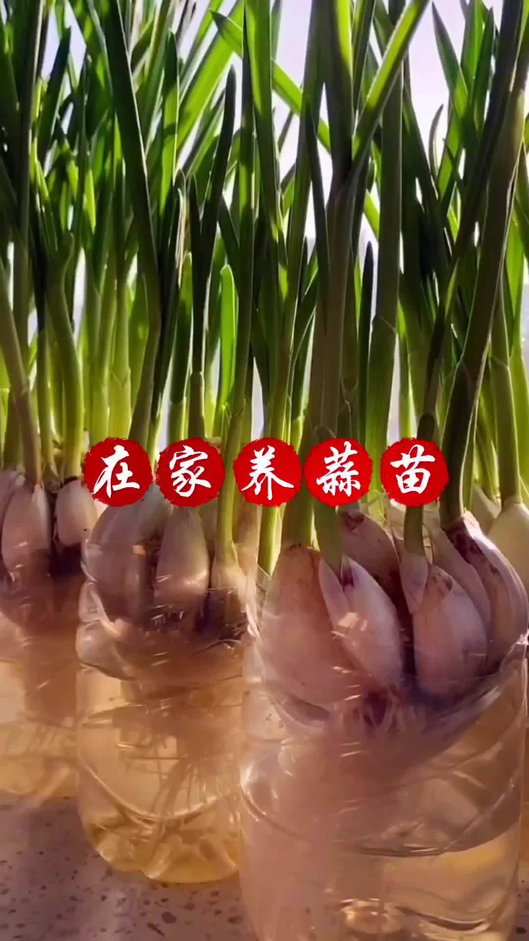 上热门养蒜苗的小方法种蒜苗我要当同城红人视频