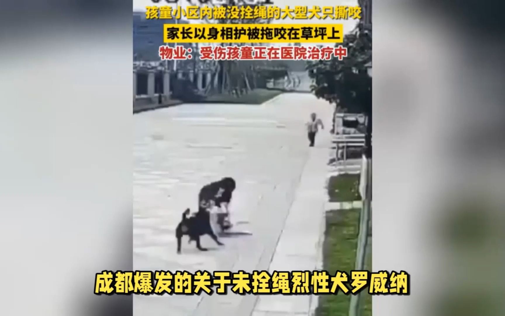 成都被狗咬小女孩脱险!却遭爱狗人士网暴:多少流浪狗因你而死