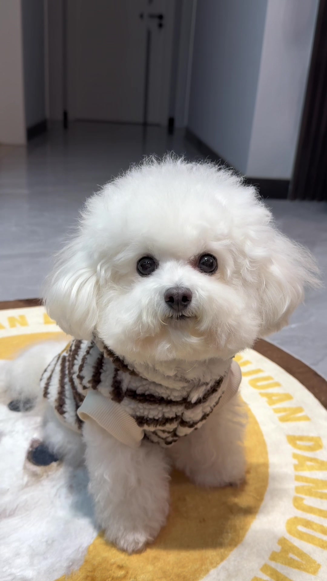 超可爱的腊肠小狗绒衣 羊羔绒面料保暖又好看呀#也太可爱了吧 #萌宠...