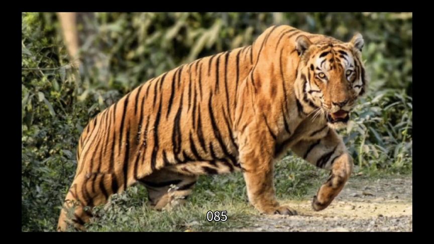 软考中高级085信息系统集成项目管理师,第85节项目中10大管理。