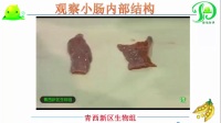 小肠适于消化吸收的结构特点