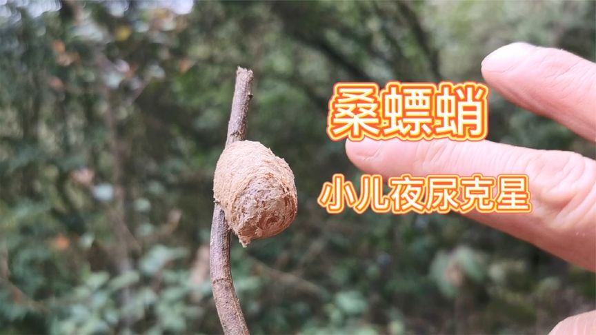 小时候常玩的拉尿包,睛睛却说它是名贵药材,很多小孩子都吃过!