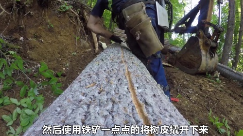 砍下的树皮为何要剥掉,它有什么作用?难道它很值钱吗