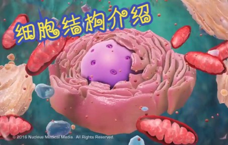 细胞内结构的介绍 Overview of Cell Structure