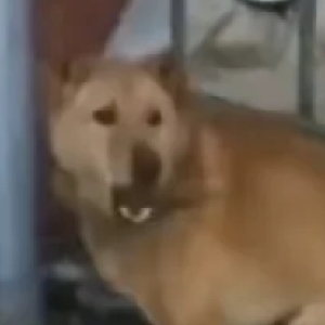 傻猫射狗OWO 