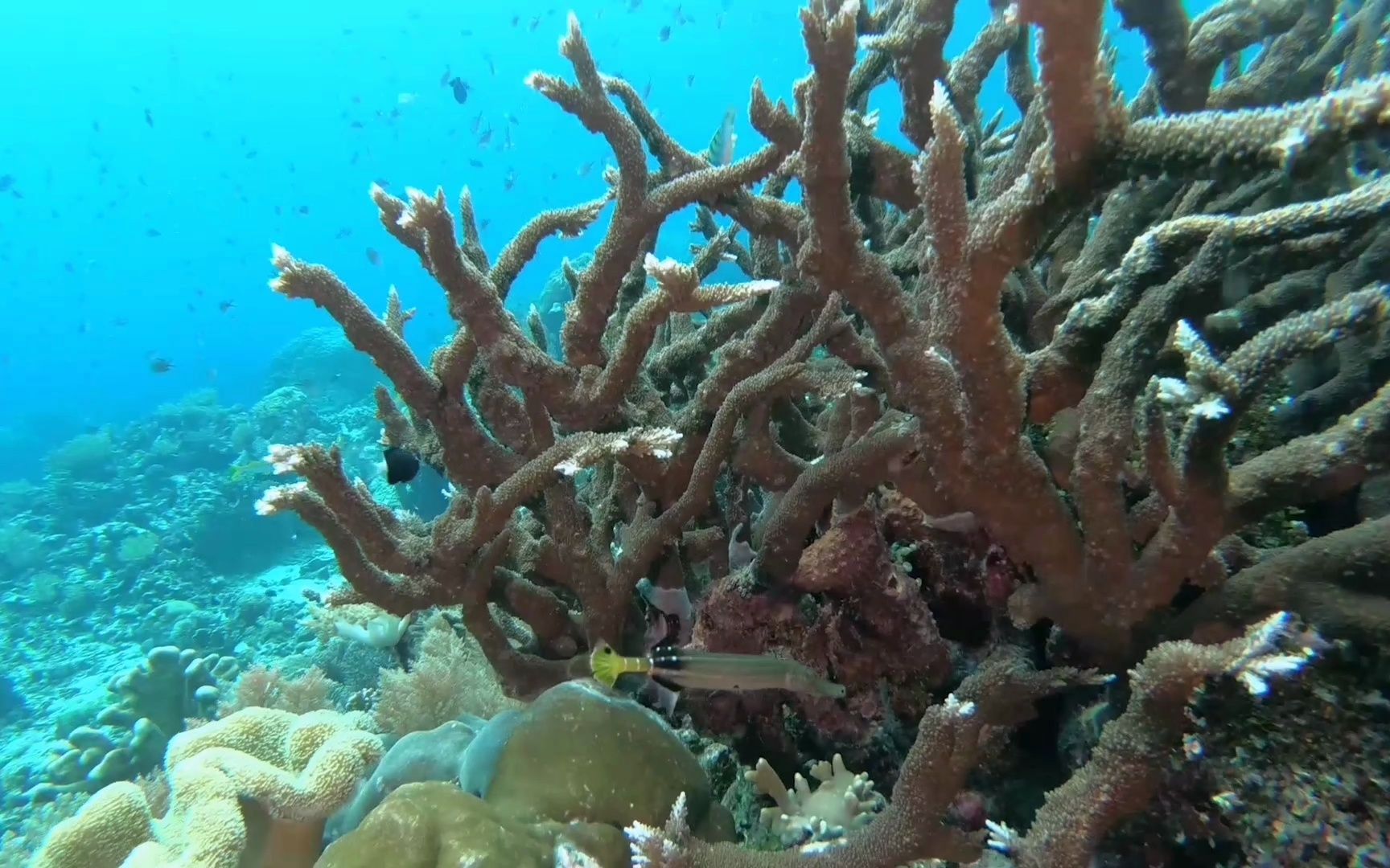 中华管口鱼-班达海-【记录神奇生物】
