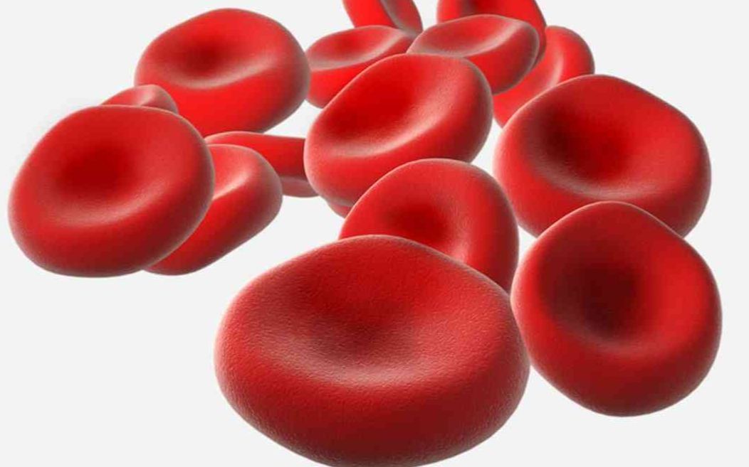 选修1-血红蛋白的提取和分离