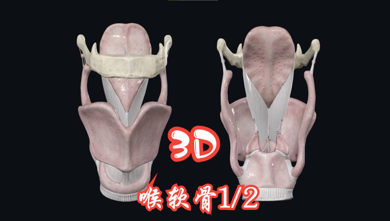 喉软骨1/2:3D演示喉软骨(甲状软骨、环状软骨)