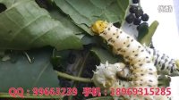 蓖麻蚕大蚕,蓖麻蚕图片,蓖麻蚕视频,蓖麻蚕录像