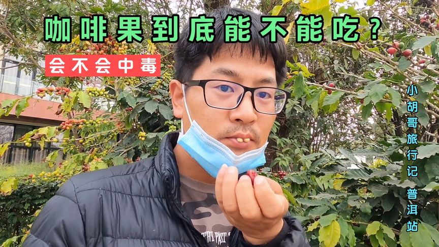 普洱咖啡树出现街头,咖啡果鲜艳诱人,自驾游小伙忍不住尝了一下