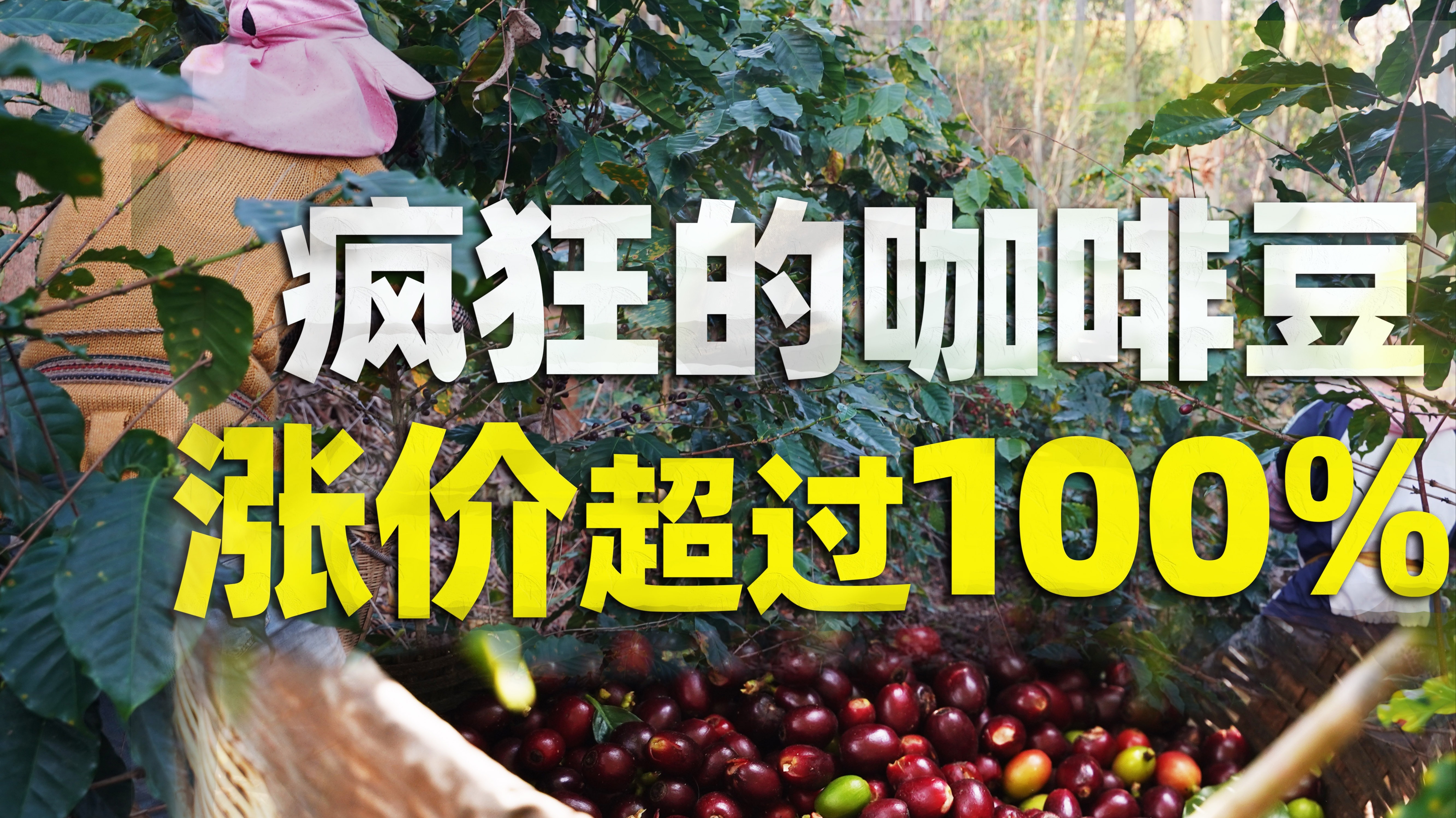 云南咖啡豆,正在历史最高点