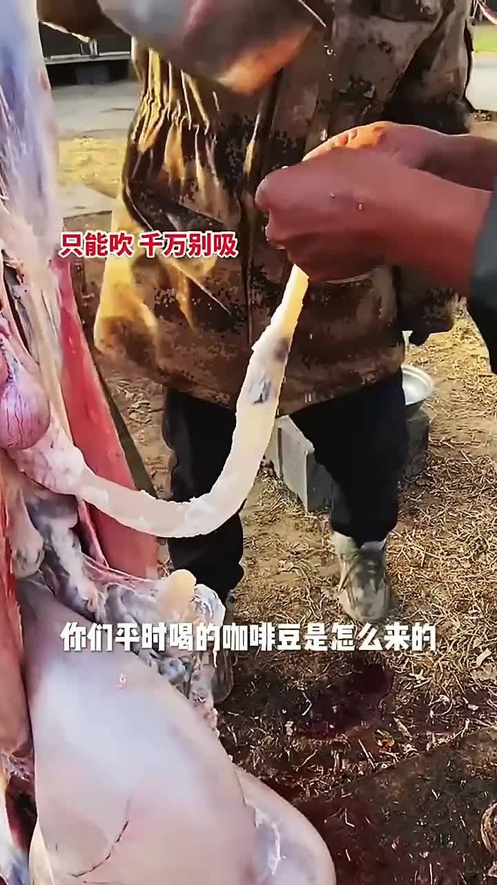 疑似"咖啡豆制作流程"视频泄露,真佩服这位老哥
