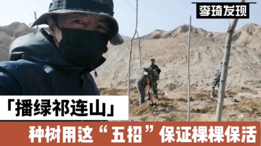 祁连山区植树有诀窍,五个步骤让种树成活率提高百分之八十以上