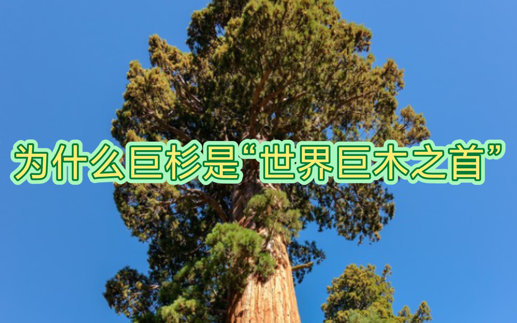 为什么巨杉是“世界巨木之首”