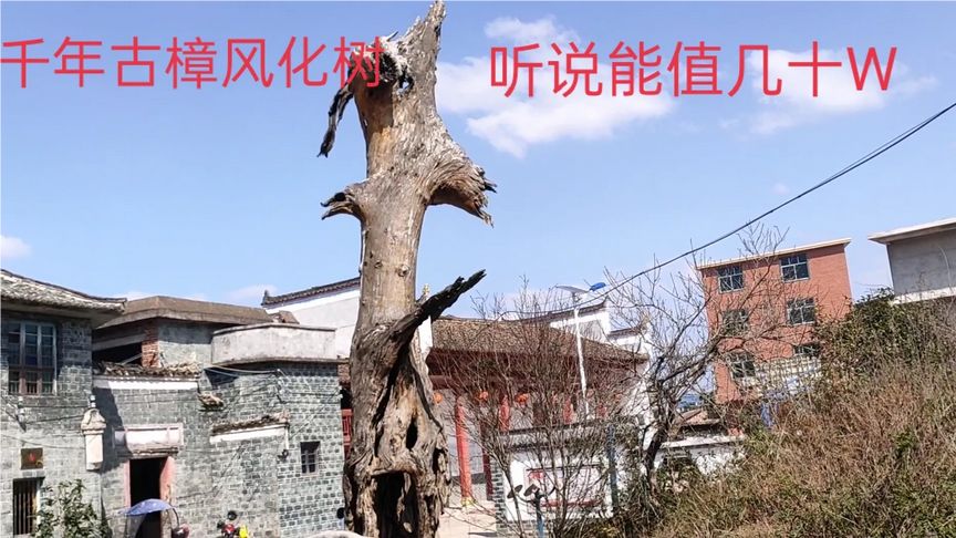 今天发现一棵特大千年古樟风化木,树洞内花纹特别漂亮,发财啦