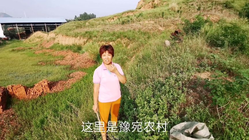 河南南阳农村妈妈春夏秋割一种草,就能顾着家庭日常开支!