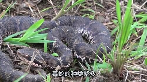 中国最毒毒蛇大揭秘,谁才是毒蛇之王呢?