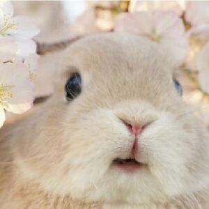 萧墙歼 