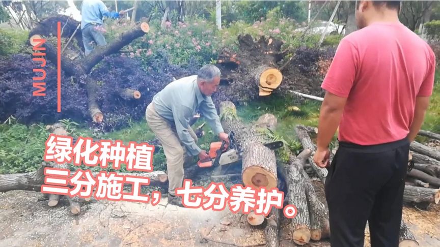 老王种植的香樟树,养护没有跟上,如今一脸无助。