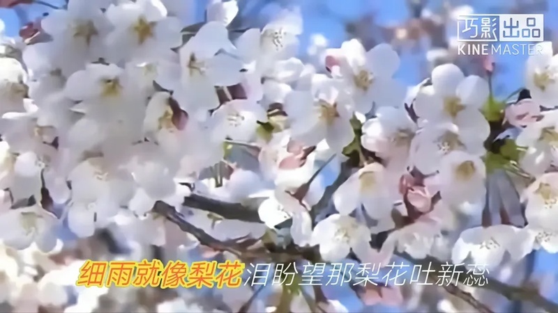 卡拉OK字幕制作要跟着节奏走,林淑容的《梨花泪》…