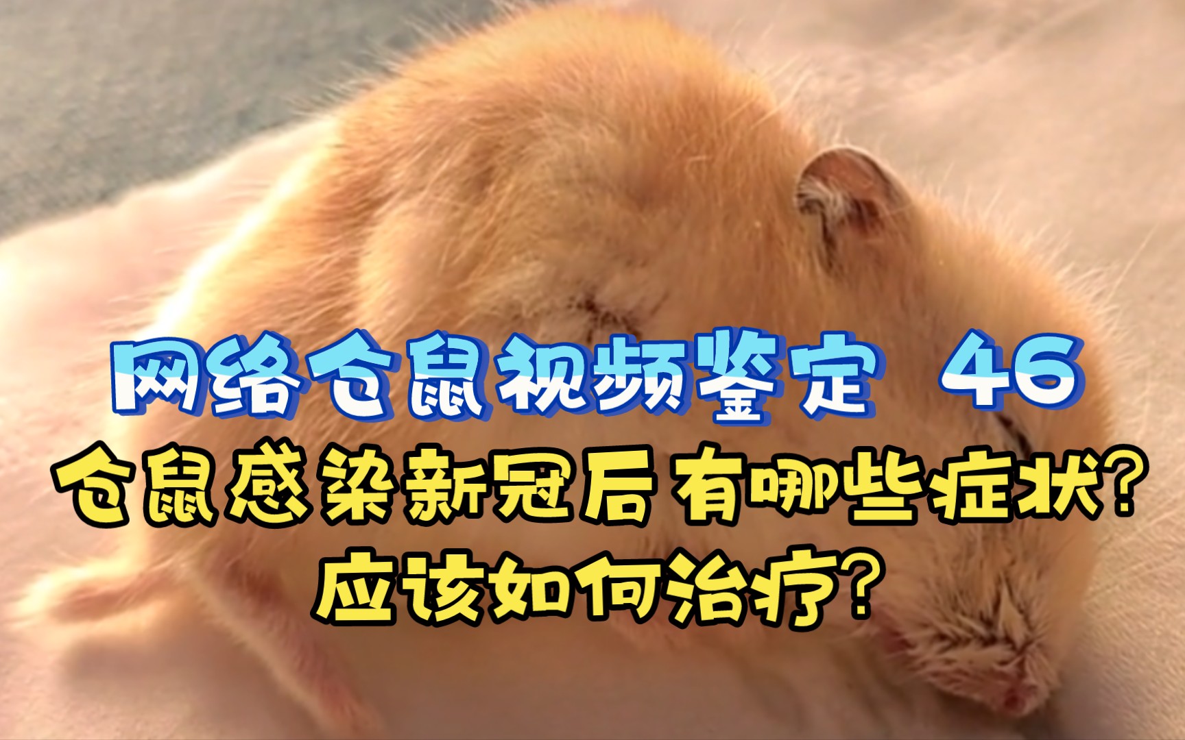 【网络仓鼠视频鉴定 46】仓鼠感染新冠后有哪些症状?应该如何治疗?