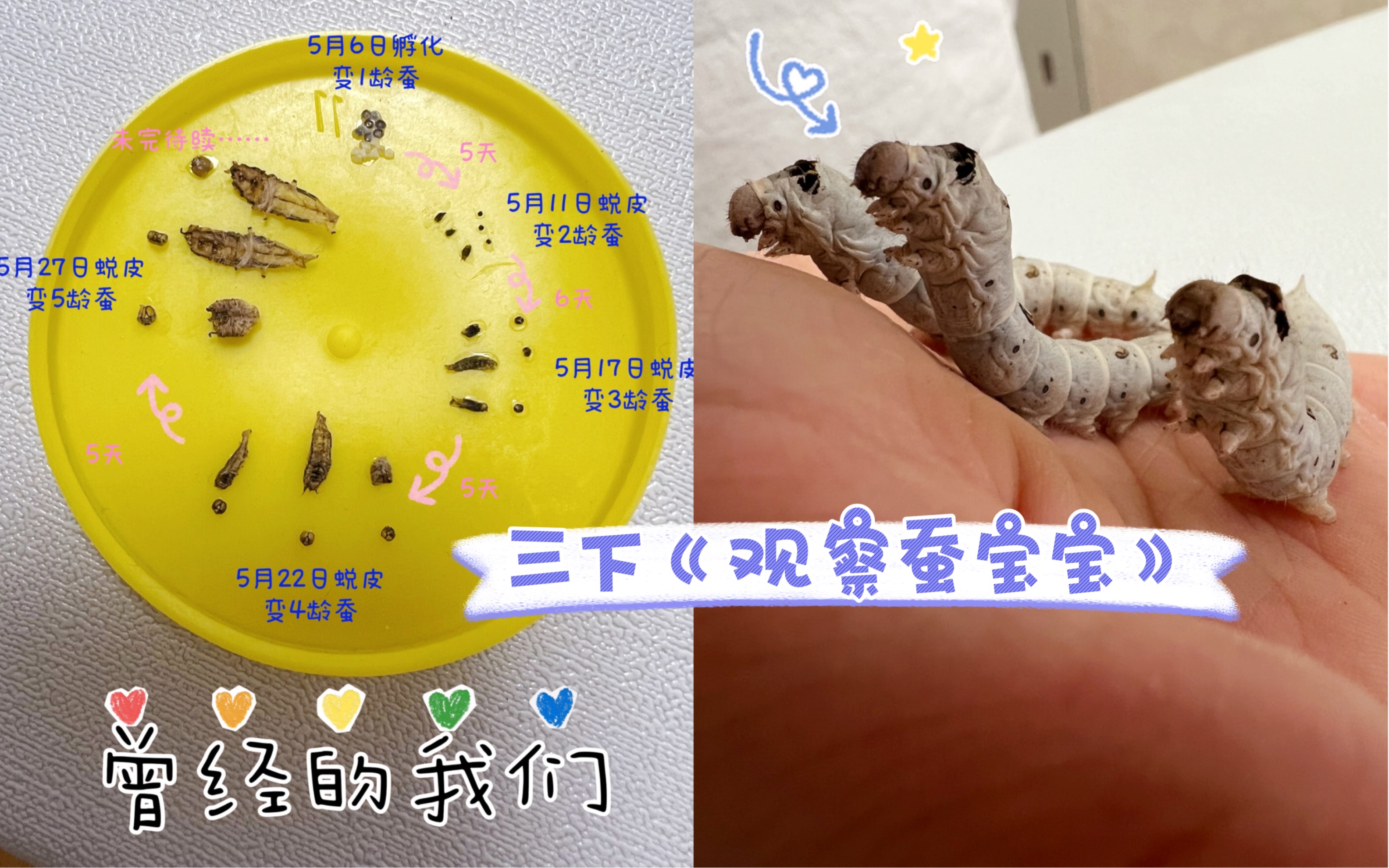 【观察蚕宝宝】9. 四龄蚕蜕皮变五龄蚕全过程,这个时间比较久,皮比较...