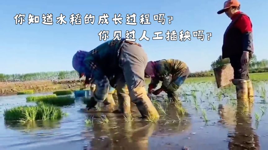 水稻从田间地头到餐桌的全过程,粒粒皆辛苦,你我共节约。