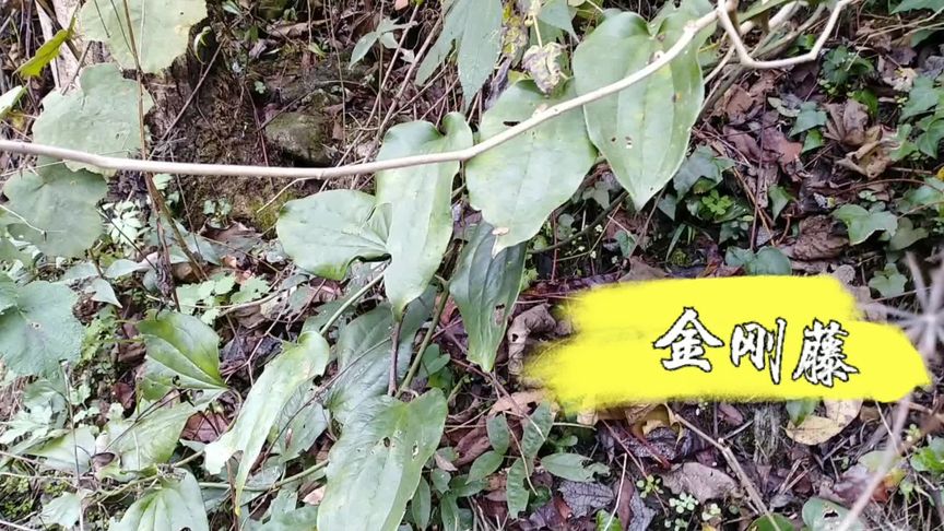 农村常见植物金刚藤,老人常用来治风湿腰腿痛,带你认识了解