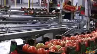 全球最先进的农产品生产线!那么大个工厂,只需要6个人管理操作