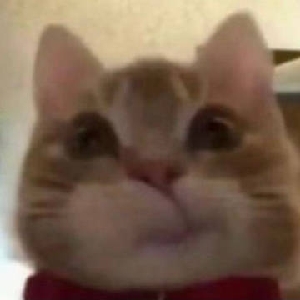 以rrrrou 
