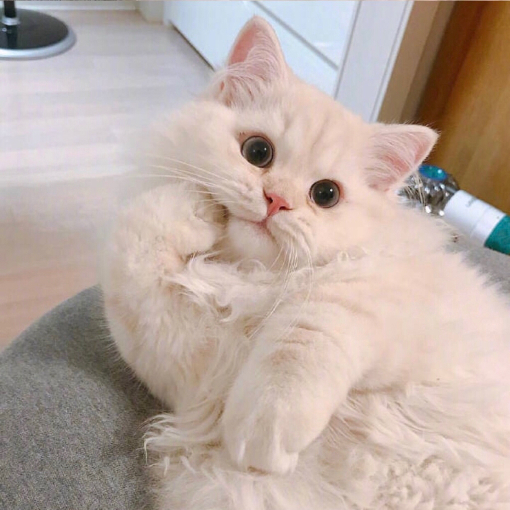 冬梦OVO 