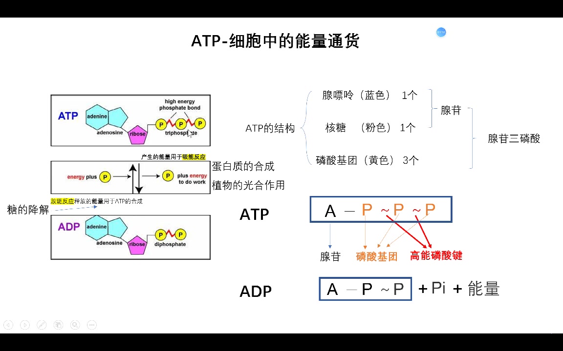 高中生物 必修一(浙教版) 3.1细胞与能量