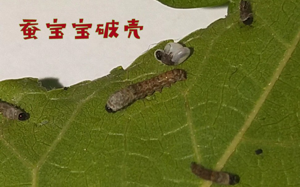 见证蚕宝宝破壳…