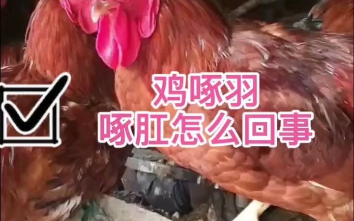 鸡互相啄尾巴用什么治疗 怎么不让鸡互相啄毛吃 鸡互相啄毛是什么...