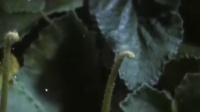难得一见的种子传播