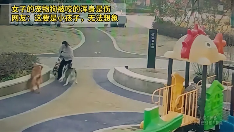 女子的宠物狗被咬的浑身是伤,网友:这要是小孩子,无法想象...