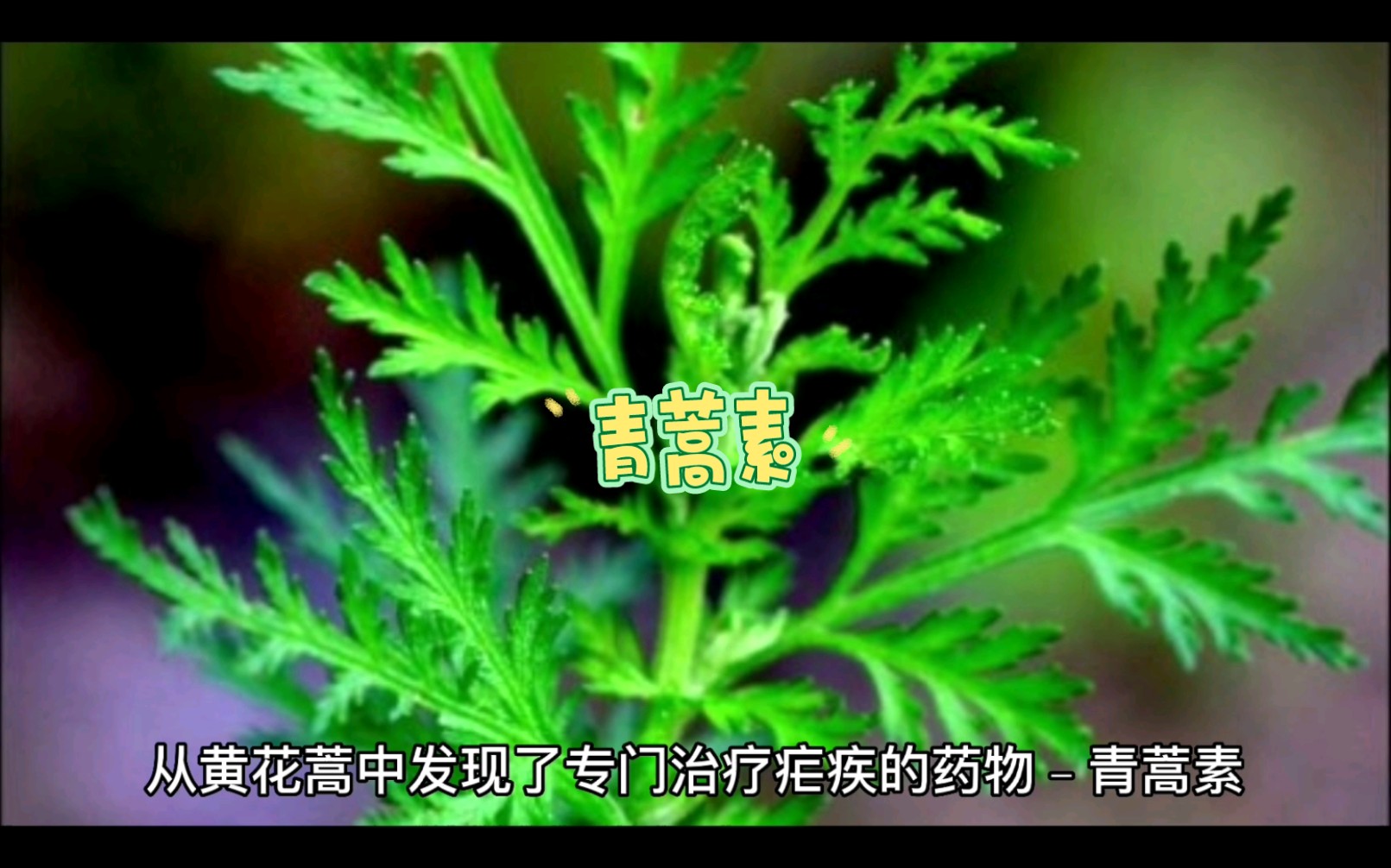 治疗疟疾的青蒿素是怎么发现的。