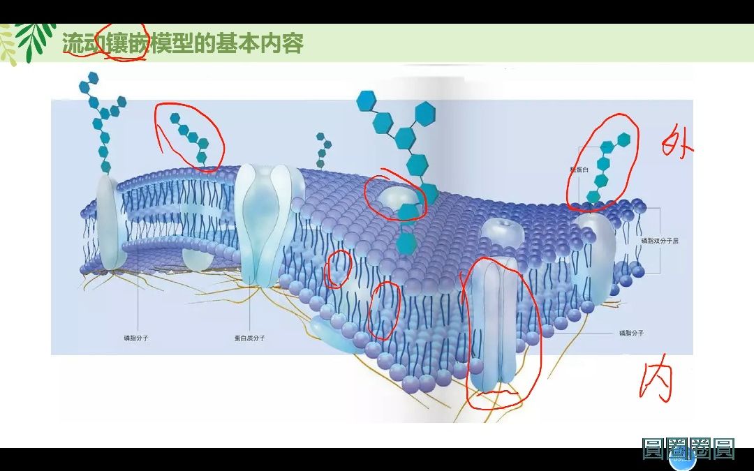 3-1 细胞膜的结构和功能2