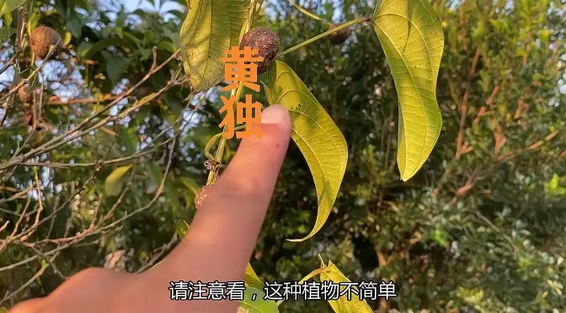 黄独,它可不是普通的杂草,它对人们帮助真不小