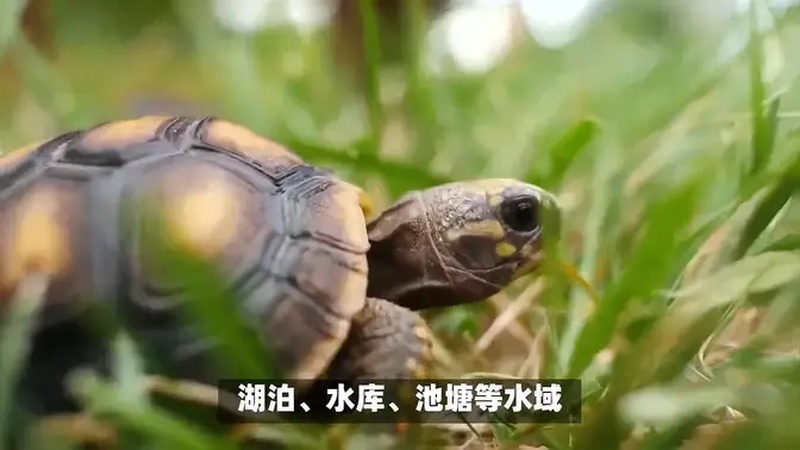 甲鱼的生活习性和特点,甲鱼是生性机敏的杂食动物