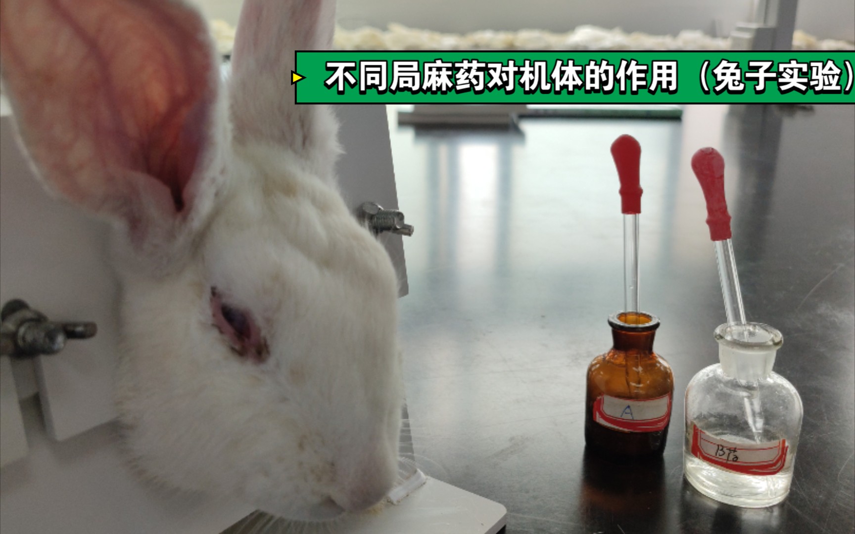 【木杨的实验】(3)不同局麻药对机体的作用效果 (兔子实验) (A药)和(B)药