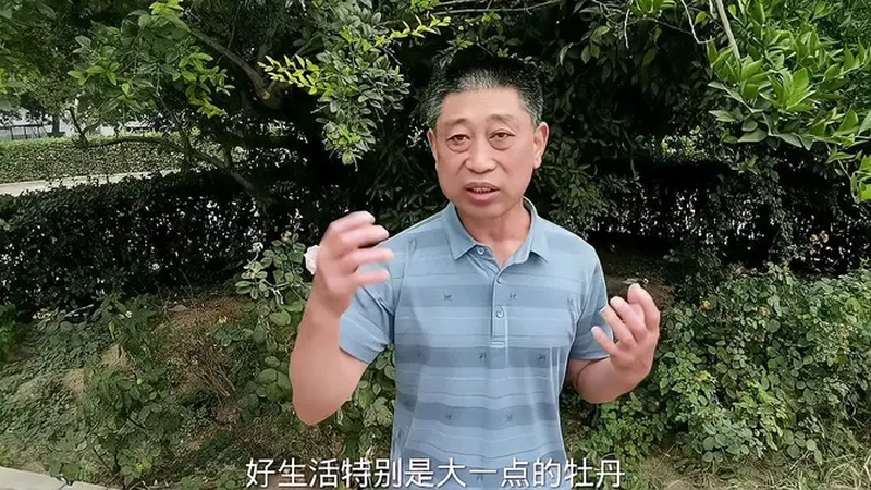 盆里临时养的牡丹移栽成活率高,春季裸根植栽的不会生根不会成活