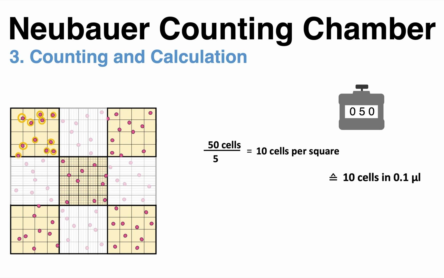 【细胞计数板】How to count cells with the Neubauer Counting Chamber